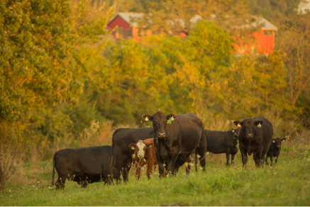 100% Grass Fed Beef | Grass Fed Difference - Grass Run Farms