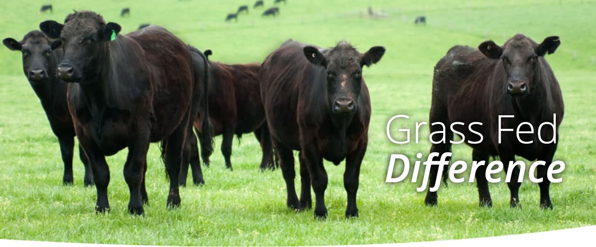 100% Grass Fed Beef | Grass Fed Difference - Grass Run Farms